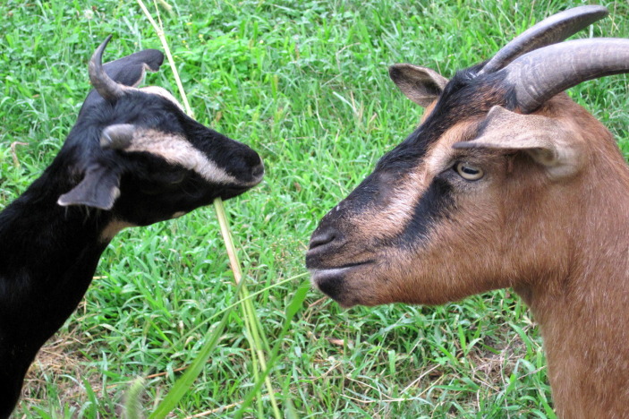 Arapawa Goat - Breed Profile - Goat Journal